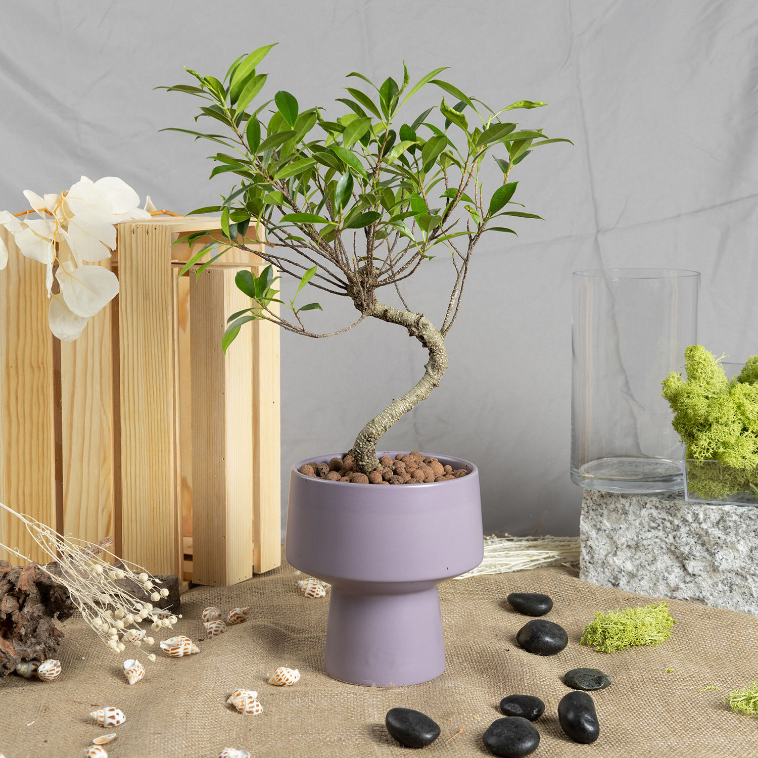 S Shape Small Bonsai with Chocolates Delivery in Singapore - FNP SG