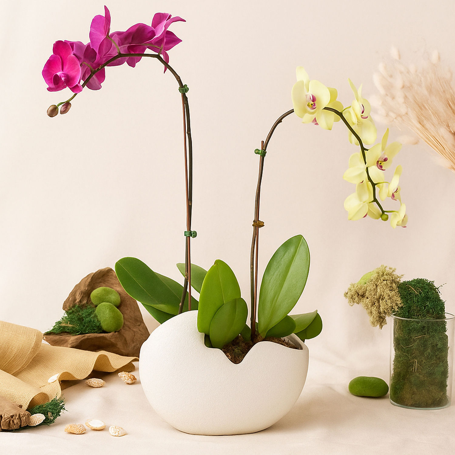 Mesmerizing Orchid Plants in Designer Base Delivery in Singapore - FNP SG