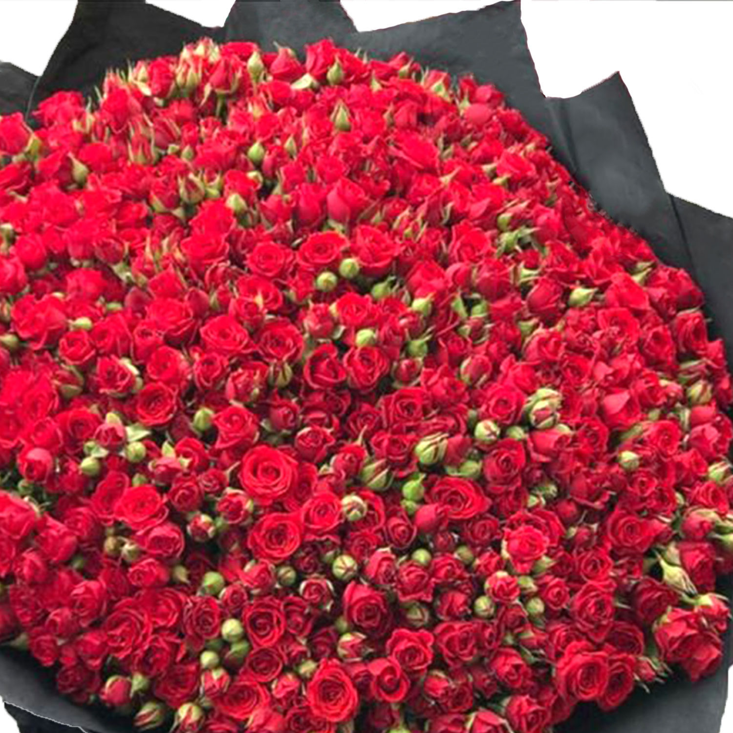 200 Red Spray Roses Bouquet Delivery in Singapore - FNP SG