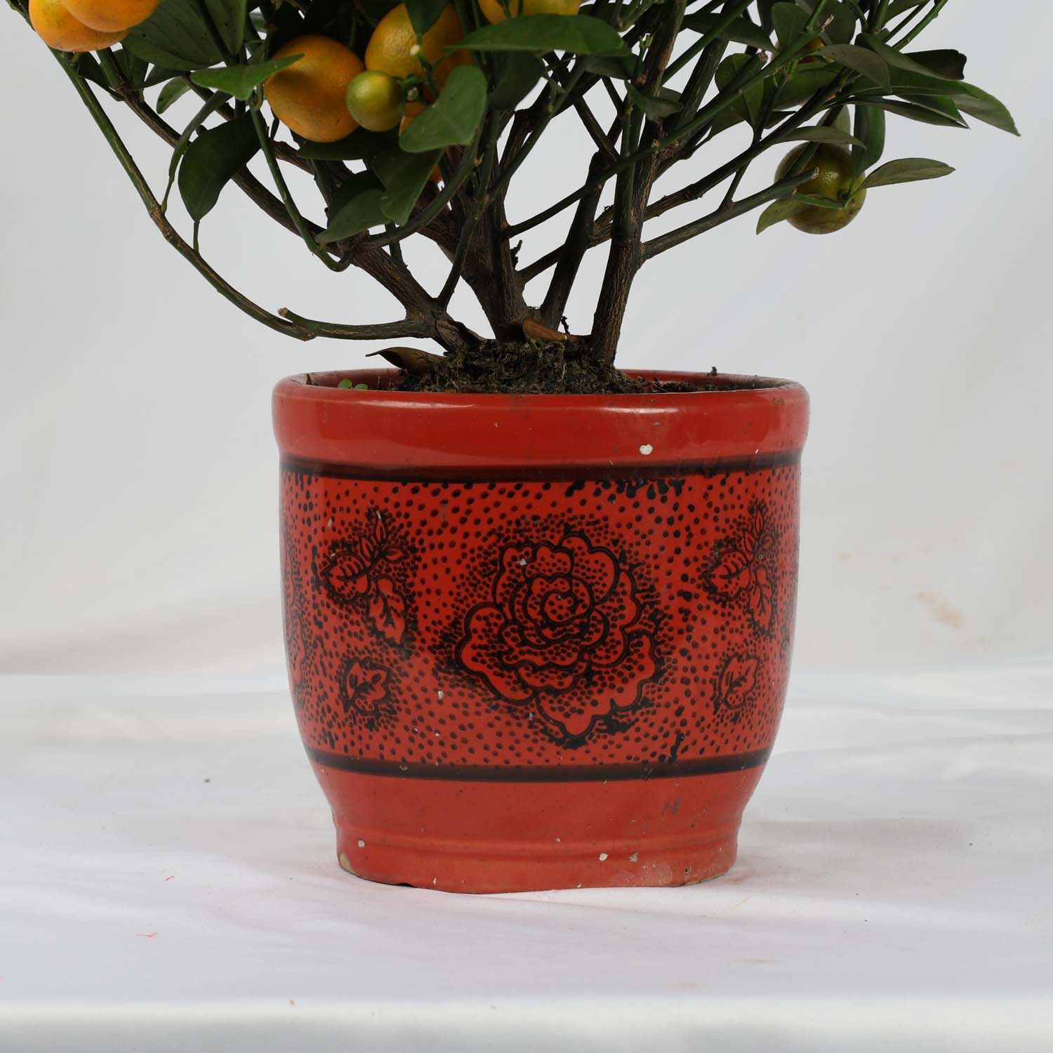 Orange Tree Pot Delivery in Singapore - FNP SG