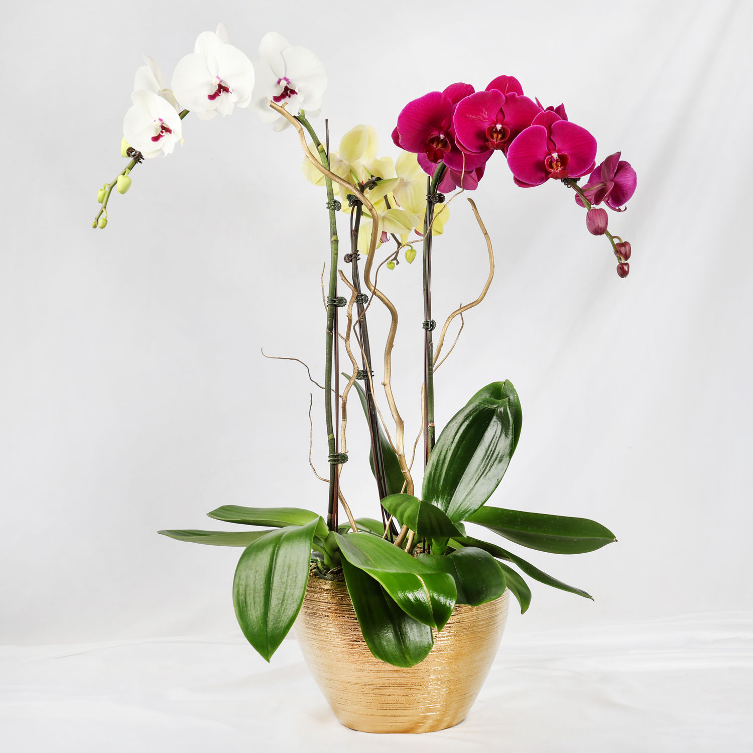 Multicolor Orchid Plants In Golden Pot Delivery in Singapore - FNP SG