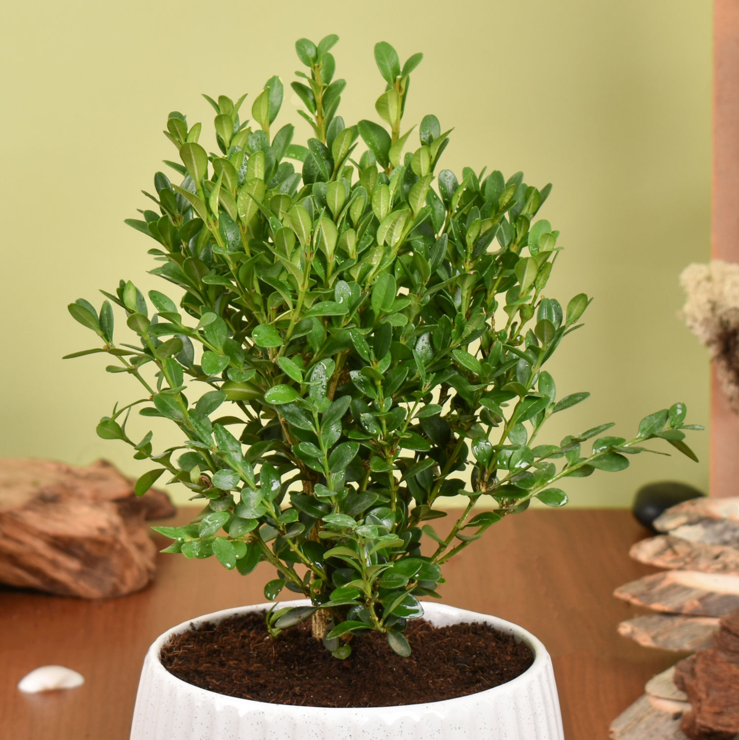 Boxwood Plant Small Delivery in Singapore - FNP SG