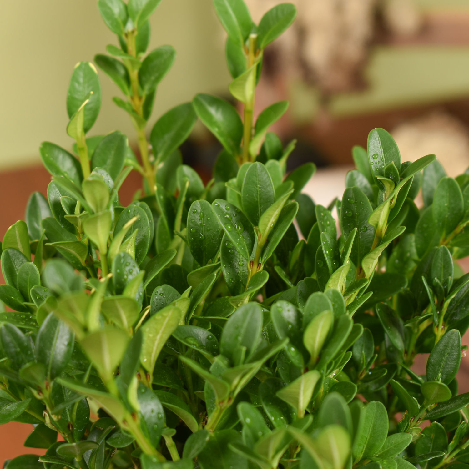 Boxwood Plant Small Delivery in Singapore - FNP SG