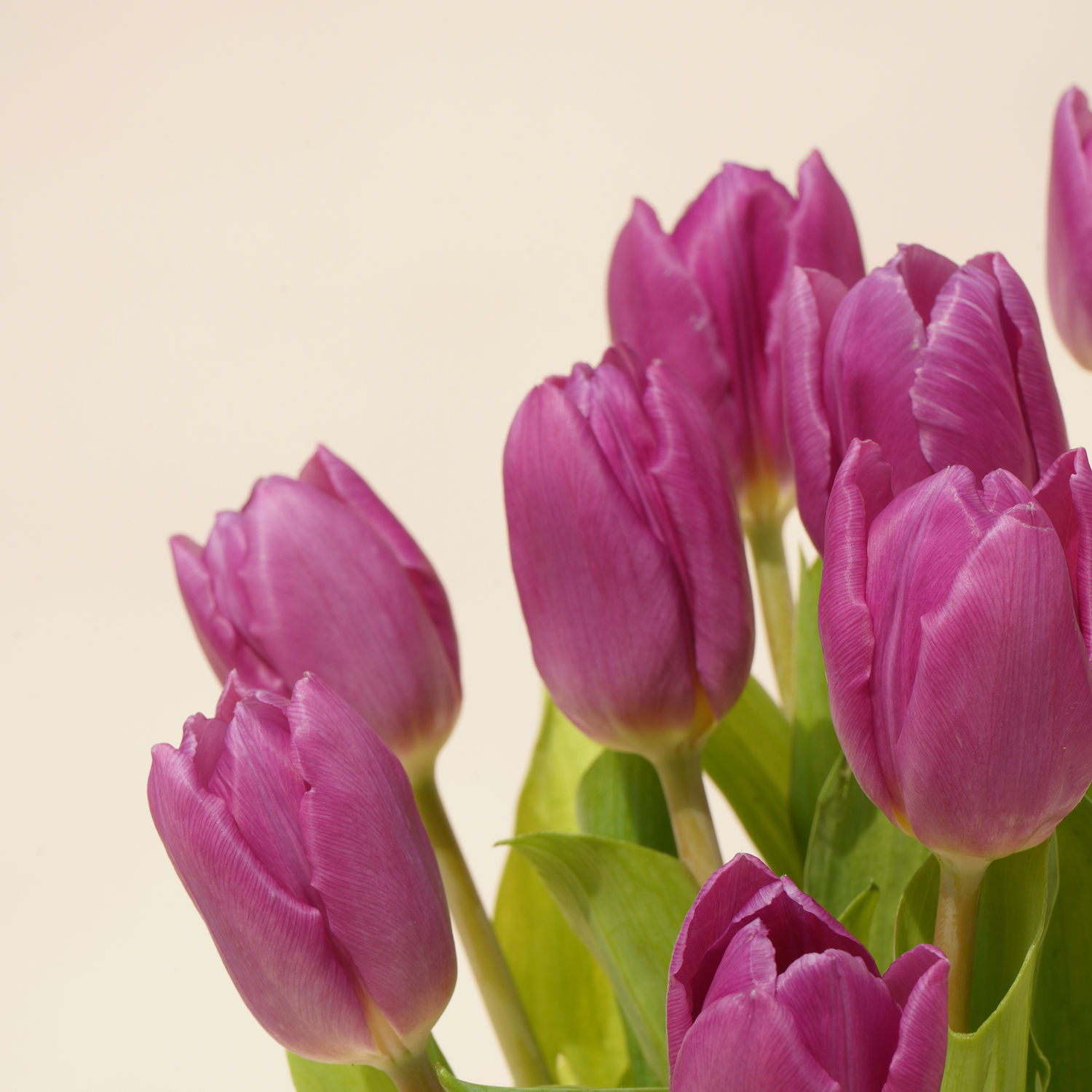 Purple Tulips Arrangement Delivery in Singapore - FNP SG
