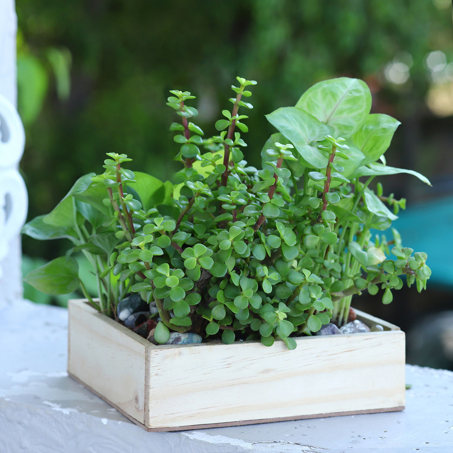 Jade N Money Plant Wooden Base Terrarium Delivery in Singapore - FNP SG