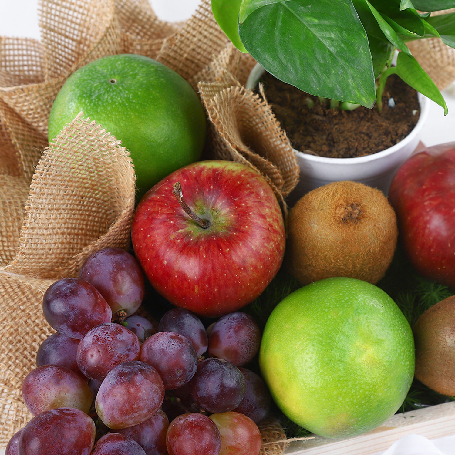 Prosperous Fruits and Money Plant Delivery in Singapore - FNP SG