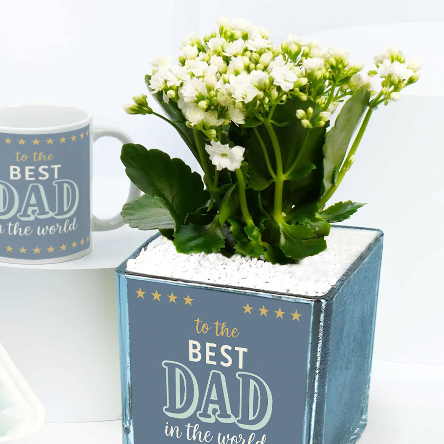 Best Dad Plant Mug N Cake Combo Delivery in Singapore - FNP SG