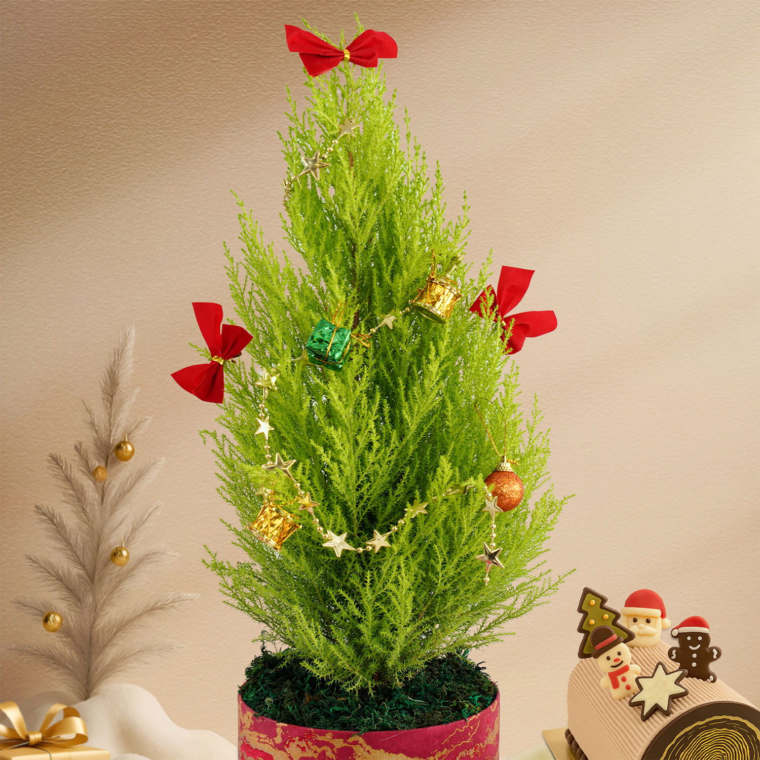 Festive Cupressus & Chocolate Log Cake Set Delivery in Singapore - FNP SG