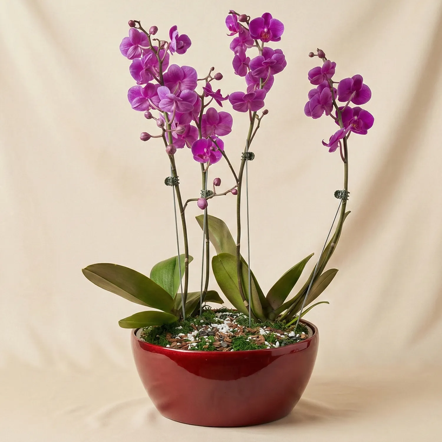 Premium Purple Phalaenopsis Orchids in Red Lunar New Year Planter ...